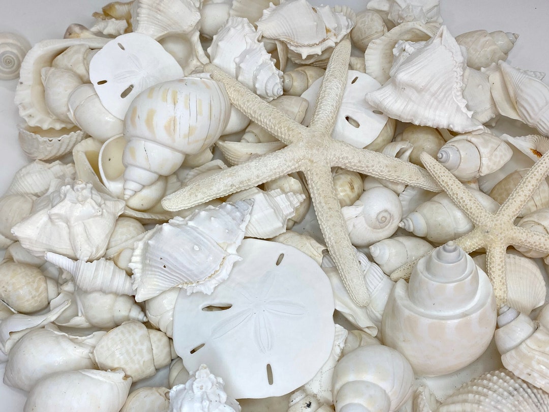 White Wedding Seashell Mix, Beach Wedding Decor, White Wedding Shells ...