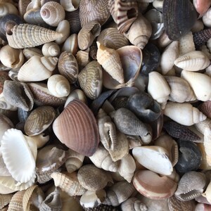 Shell Mix-1/4"-1" Tiny/small Shell Mix-craft Seashells-small Seashells ...