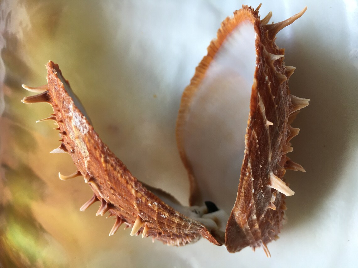 Spiny Oyster Pair Assorted Types 3" to 4" Sea Shell - Spondylus Oyster ...