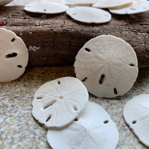 Small Sand Dollars 1"-1.5" - Sand Dollar - Craft Supply - Beach Wedding ...