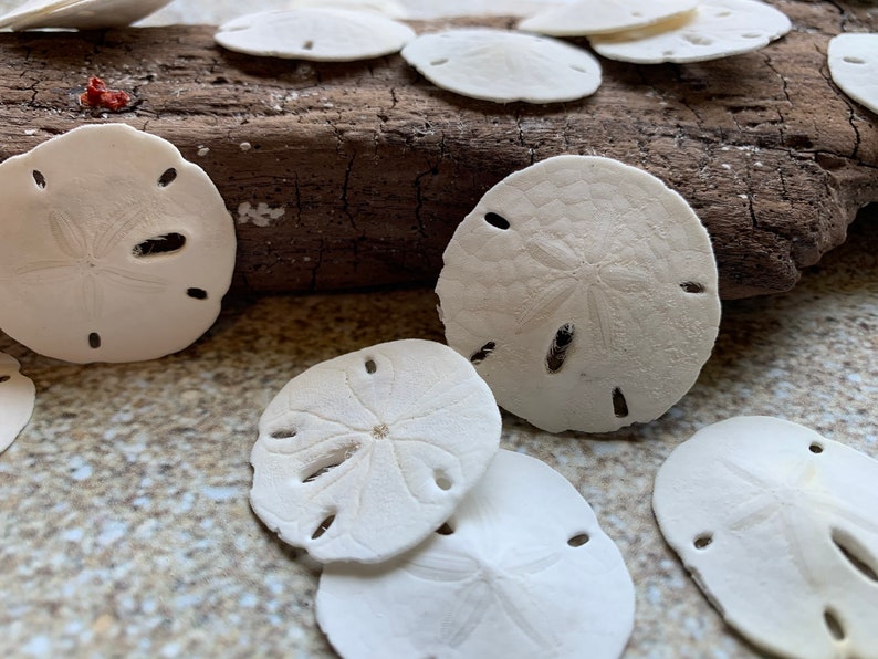 Small Sand Dollars 11.5 Sand Dollar Craft | Etsy