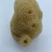 Sea Silk Sponge - Facial Sponge - Natural Sea Silk Sponge - Natural Sea ...