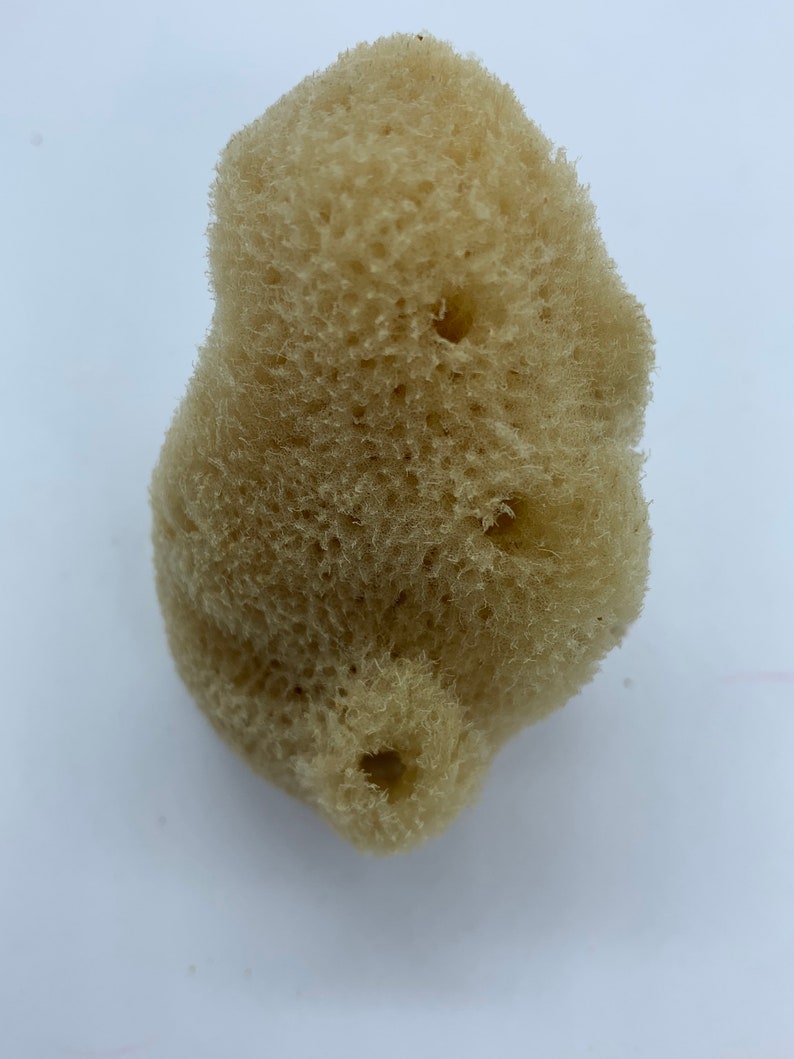 Sea Silk Sponge Facial Sponge Natural Sea Silk Sponge - Etsy