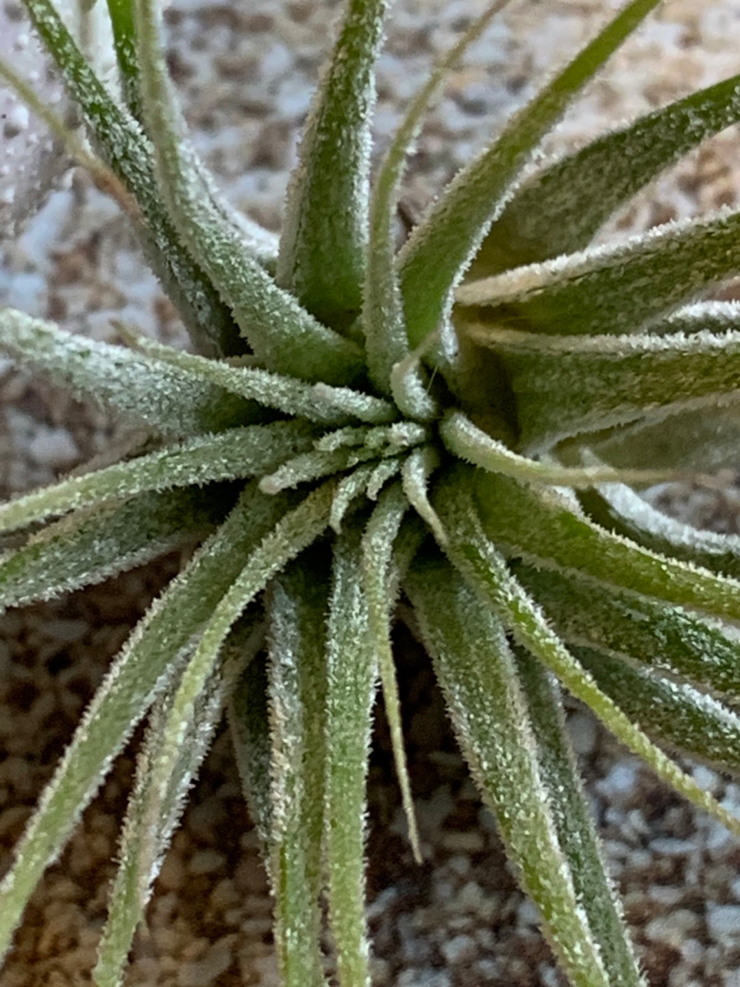 Tillandsia Ionantha Mexican Air Plant, Guatemala Air Plant, Air Plants ...