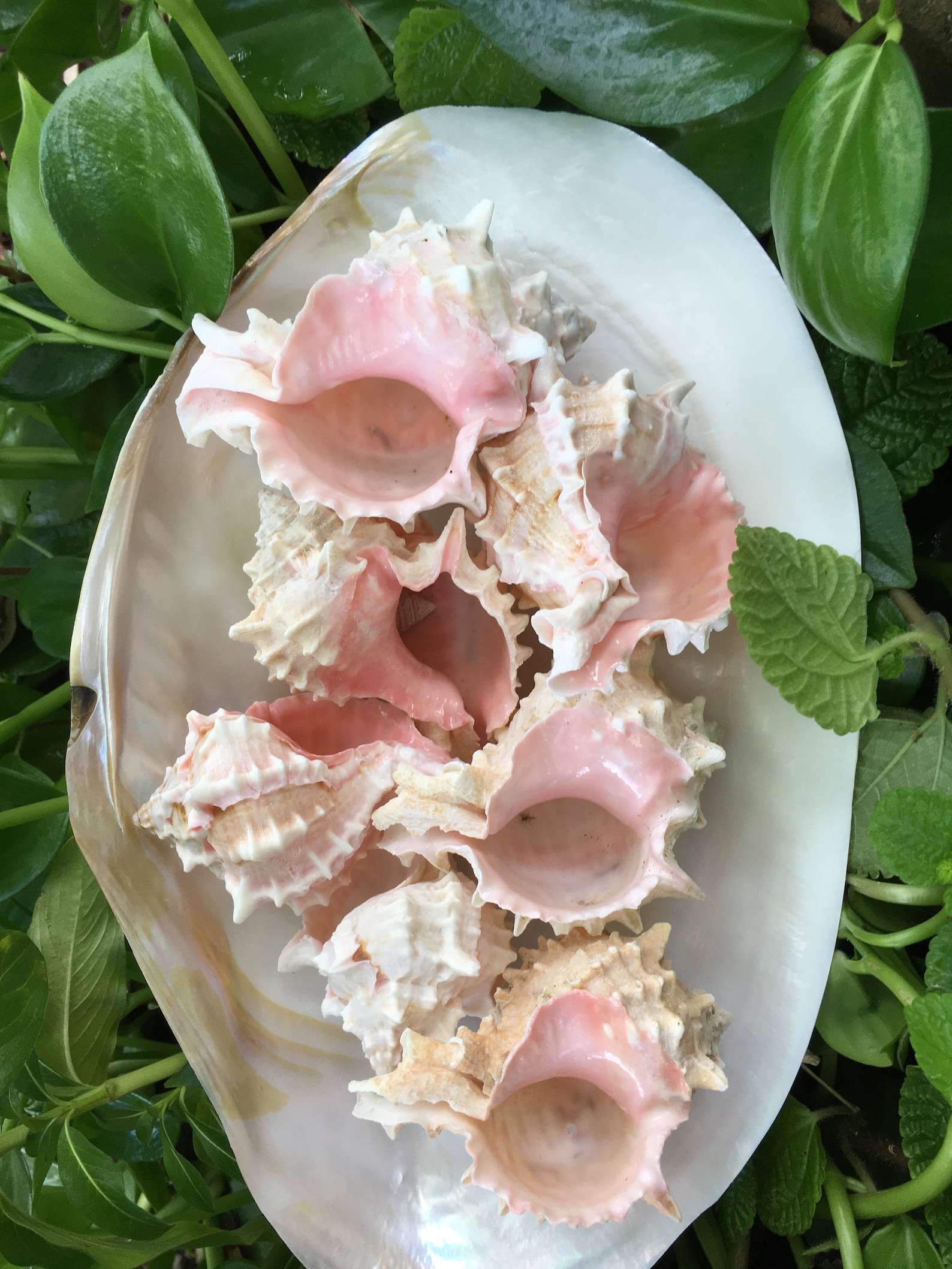 Pink Murex Seashell-beach Wedding Decor-crafting - Etsy