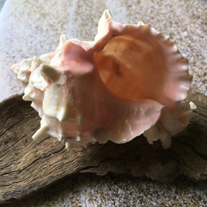 Pink Murex Seashell-beach Wedding Decor-crafting | Etsy