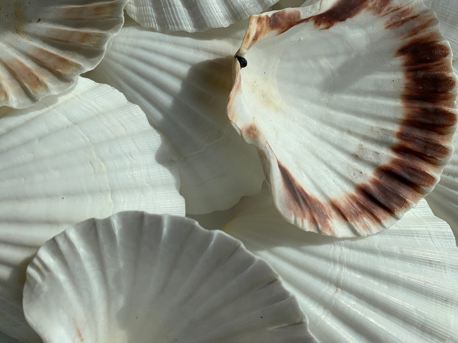 45 Irish Deep Baking Scallop Shell Seashell Supplies Scallop Shells ...