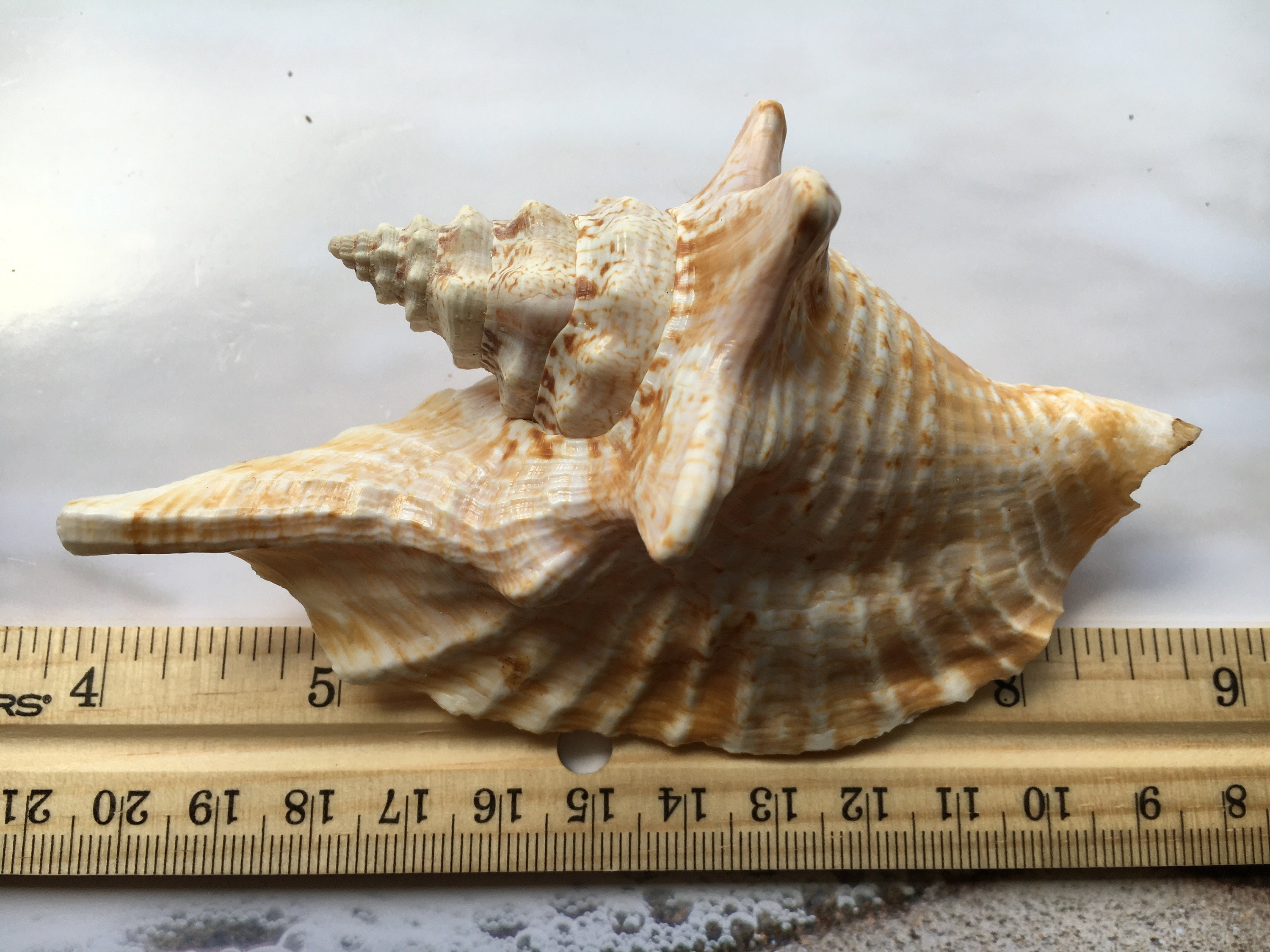 Rooster Tail Conch 46 Beach Wedding Decor - Etsy