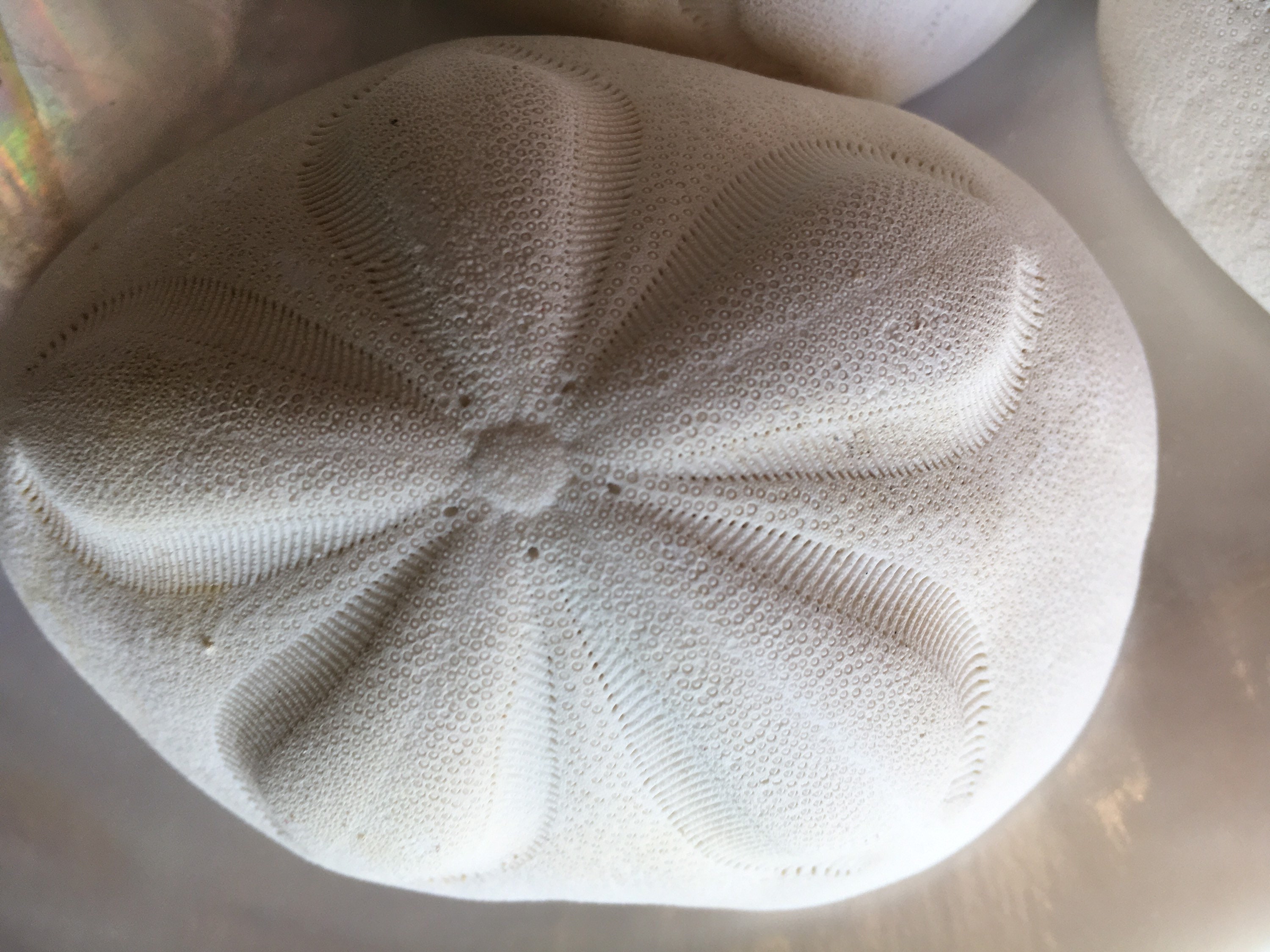 Sea Biscuit 33.75 Sea Cookies Seashell Bulk - Etsy