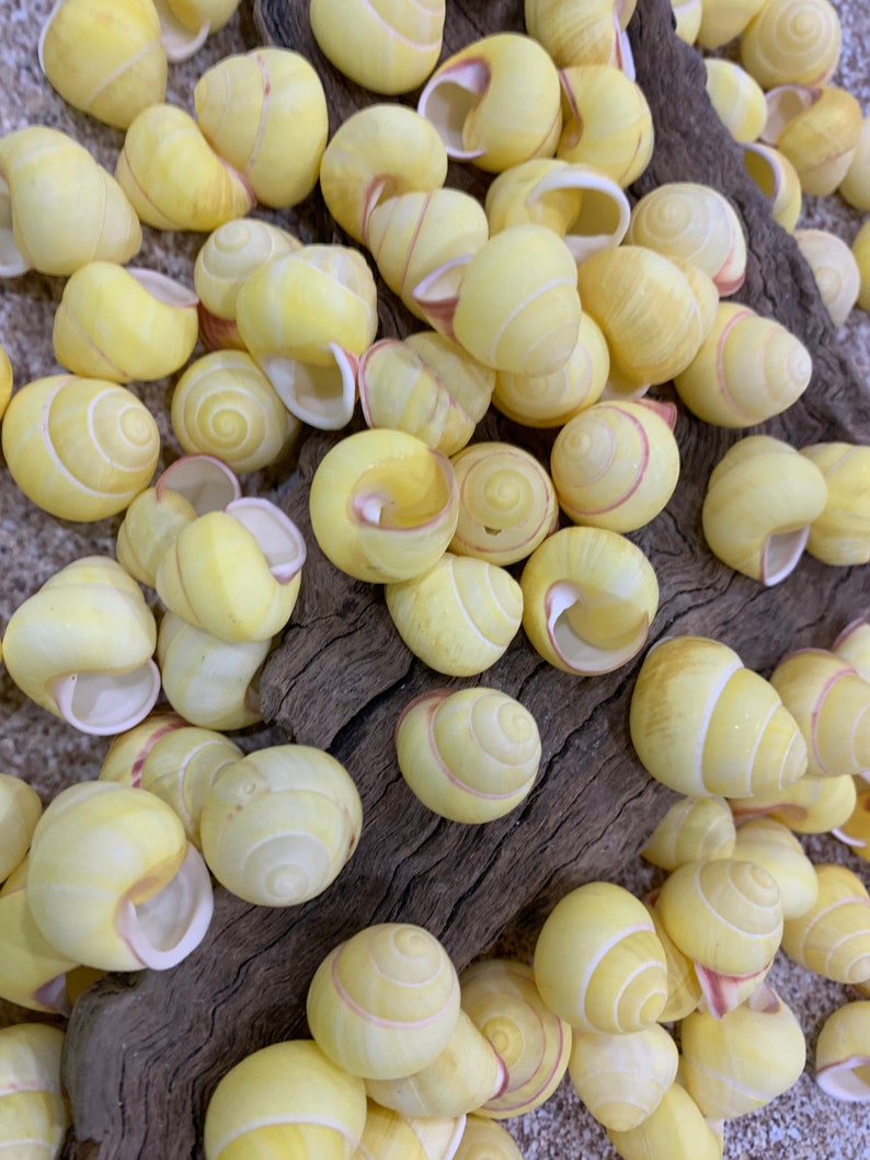 Land Snail-striped Yellow Land Snail Shells-safe for Hermit - Etsy