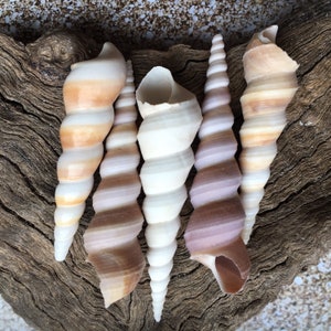 Terebra Turritella Shells (2"-3"), Purple Turritella, Beach Wedding ...