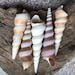 Terebra Turritella Shells (2"-3"), Purple Turritella, Beach Wedding ...