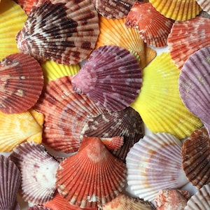 Colored Pectin Shells 1"-2" - Colorful Pectins - Natural Seashell ...
