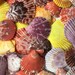 Colored Pectin Shells 1"-2" - Colorful Pectins - Natural Seashell ...