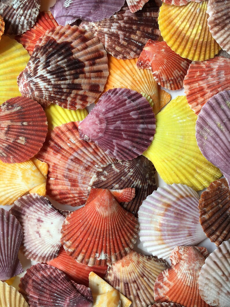 Colored Pectin Shells 12 Colorful Pectins - Etsy