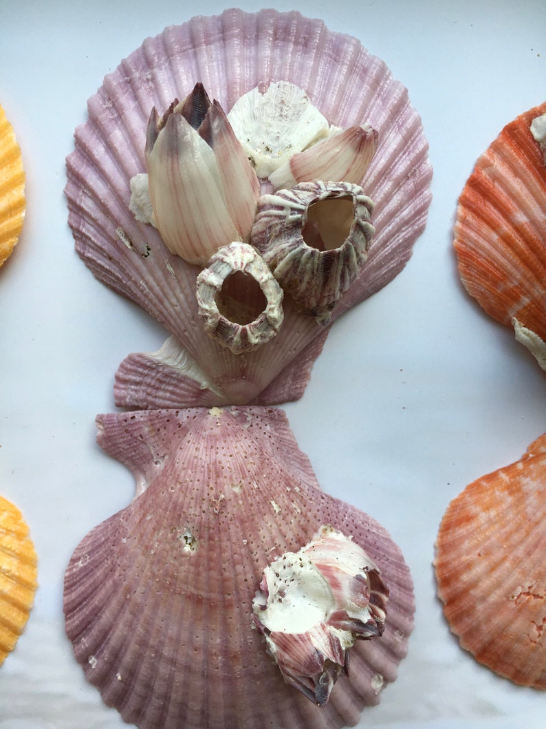 Large Colored Pectin Shell Pairs W/ Barnacles - Etsy
