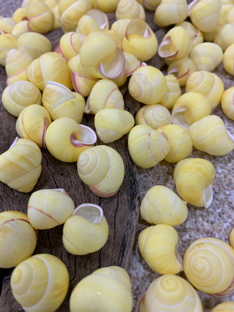 Land Snail-striped Yellow Land Snail Shells-safe for Hermit Crabs ...