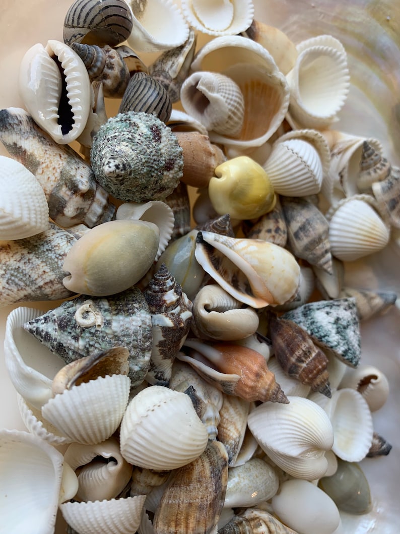 Shell Mix-1/2"-1" Small/medium Shell Mix-craft Seashells-small ...