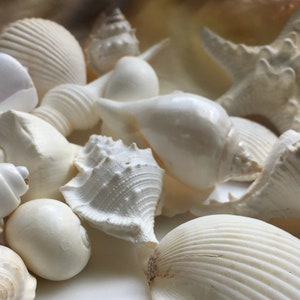 20 Piece Wedding Seashell Mix, Beach Wedding Decor, White Wedding ...