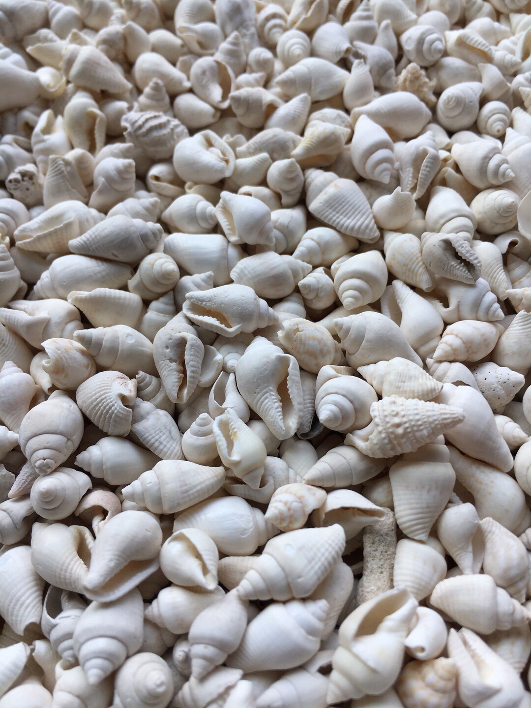 Nassa Shells 1/4cm - 1cm - White Nassa Shells - Small Shell Mix - Tiny ...