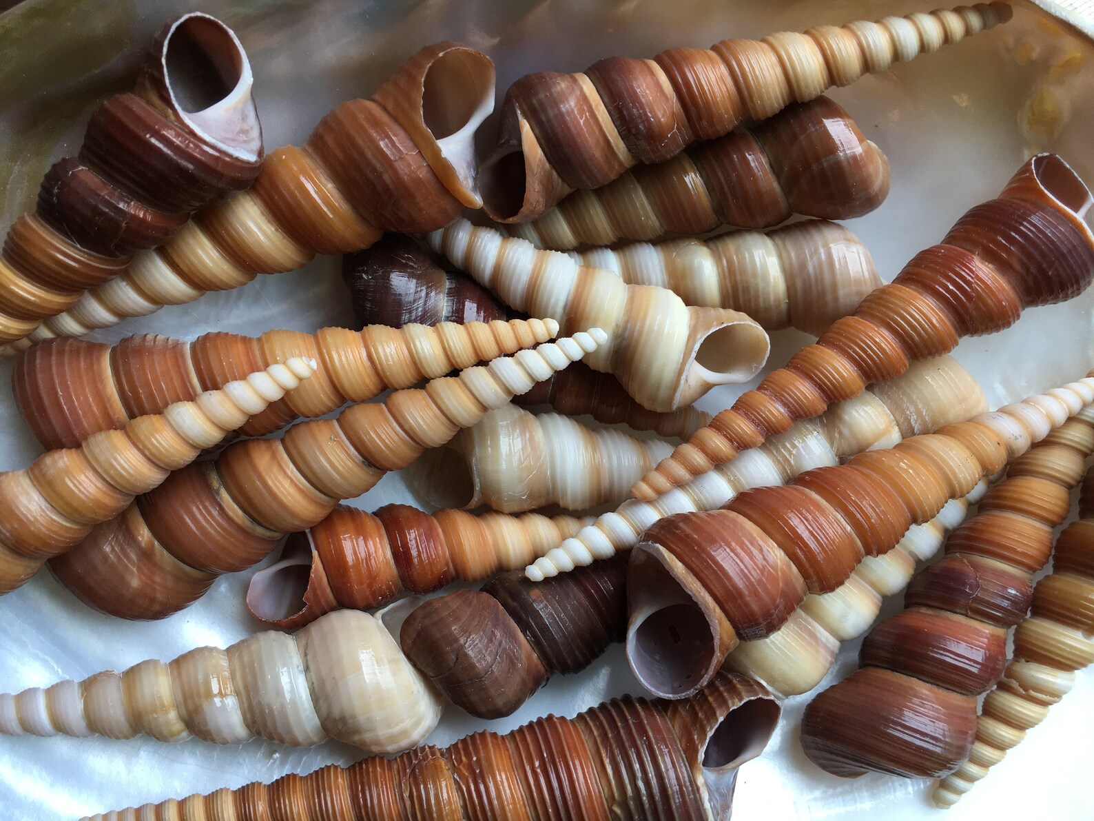 Brown Turritella Shells Sea Shell Crafts Beach Cottage Decor - Etsy