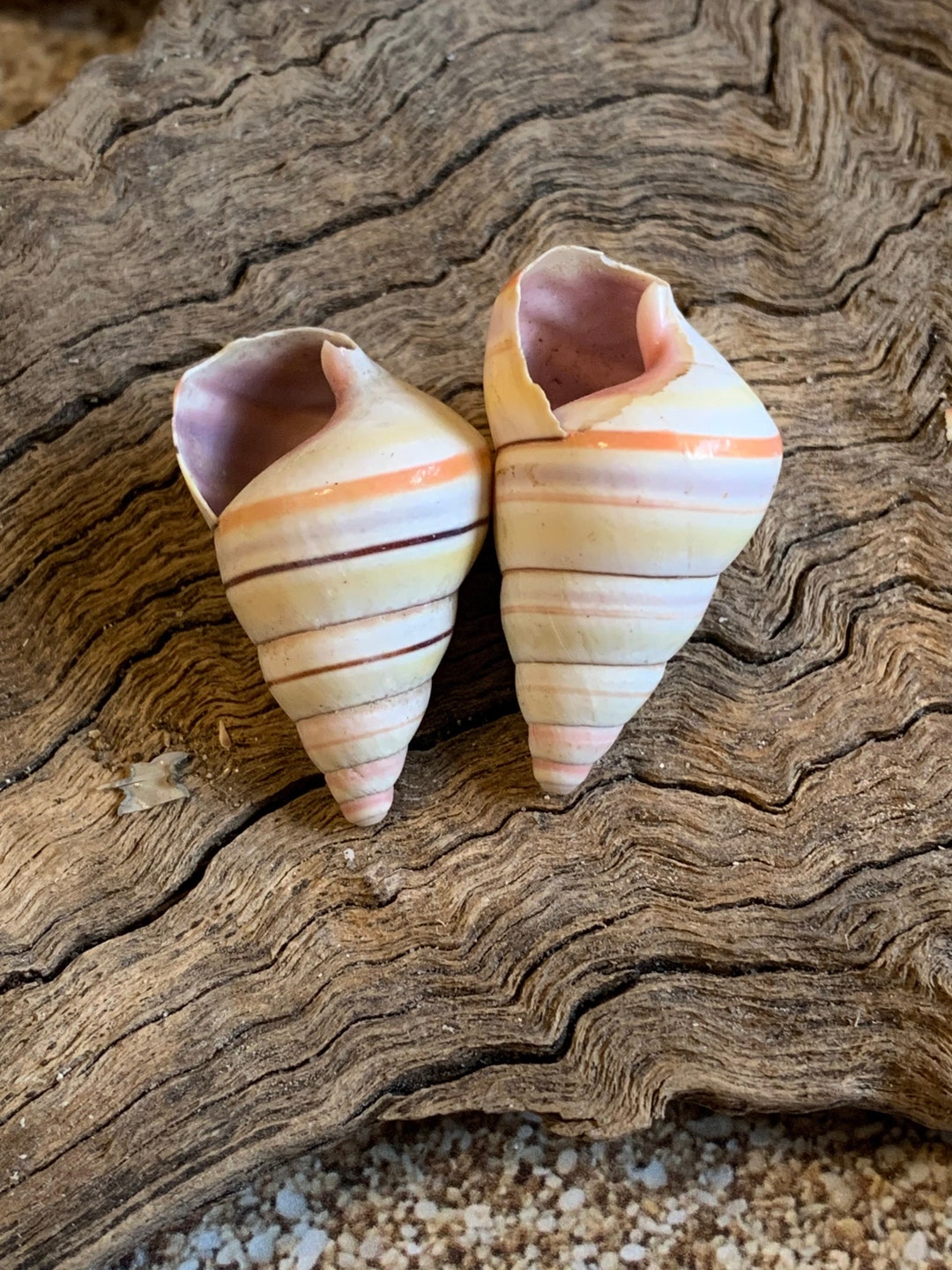 2 Candy Cane Land Snail- Tree Snail- Seashells-beach Craft Supplies ...