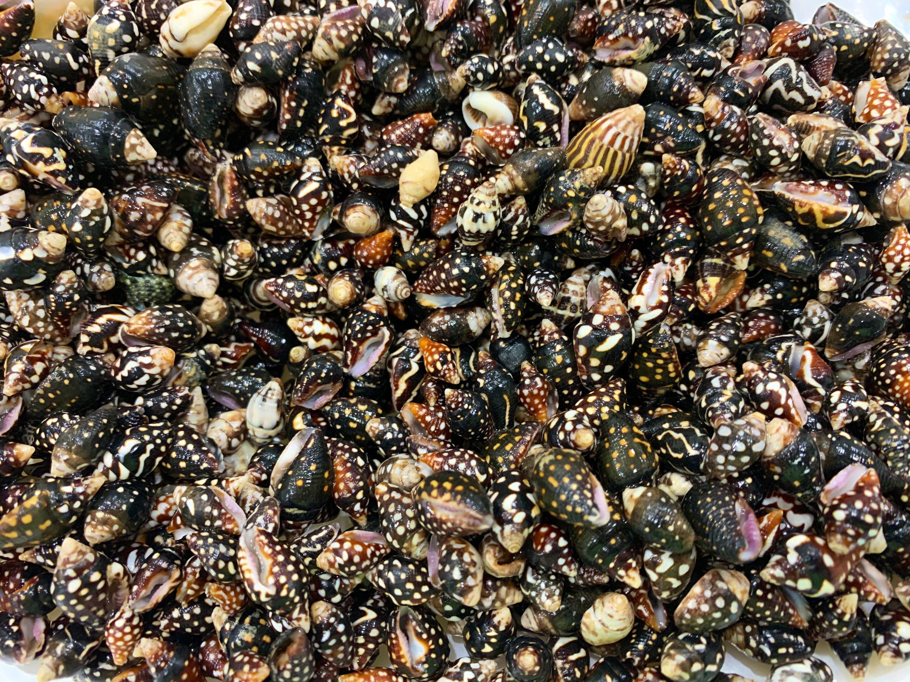 Nassa Columbella Shell Nassa Shells Small Shell Mix Tiny - Etsy