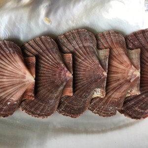 Large Mexican Flat Scallop Shells 3"-4" - Seashell - Scallop Shells ...