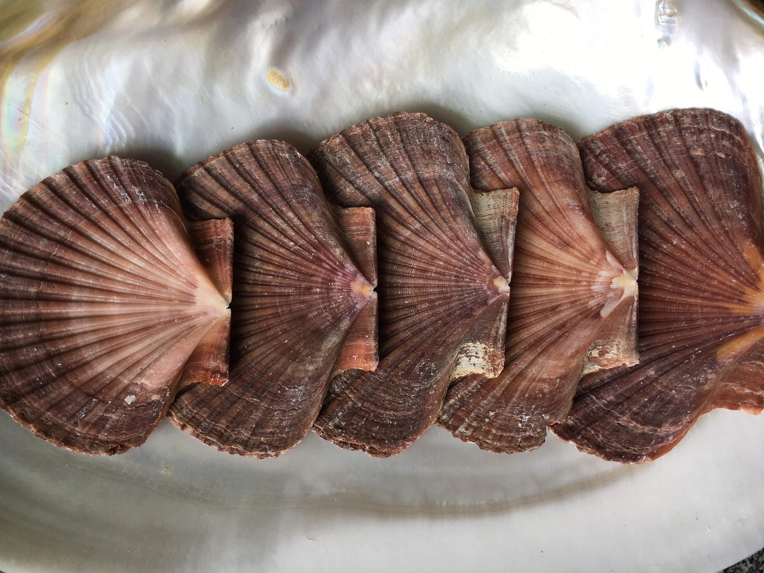 Large Mexican Flat Scallop Shells 34 Seashell | Etsy