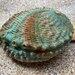 Pink Abalone Rainbow Shells-haliotis Corrugata 3"-4.50"-abalone ...