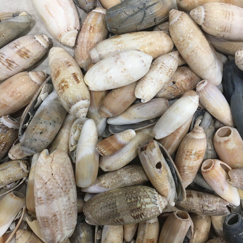 SALE Mixed Damaged Olive Shells 13 10 Piece | Etsy