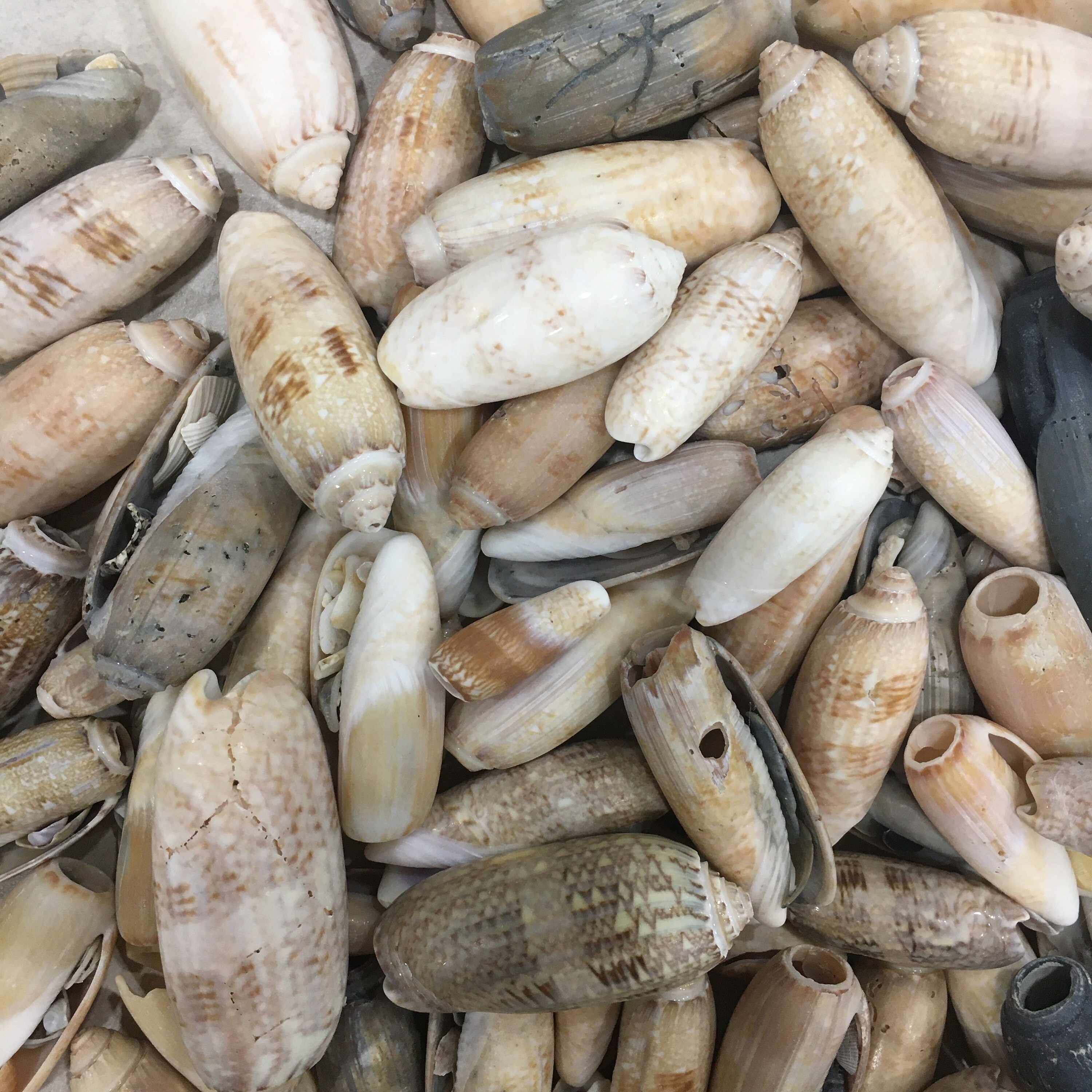 SALE Mixed Damaged Olive Shells 13 10 Piece | Etsy