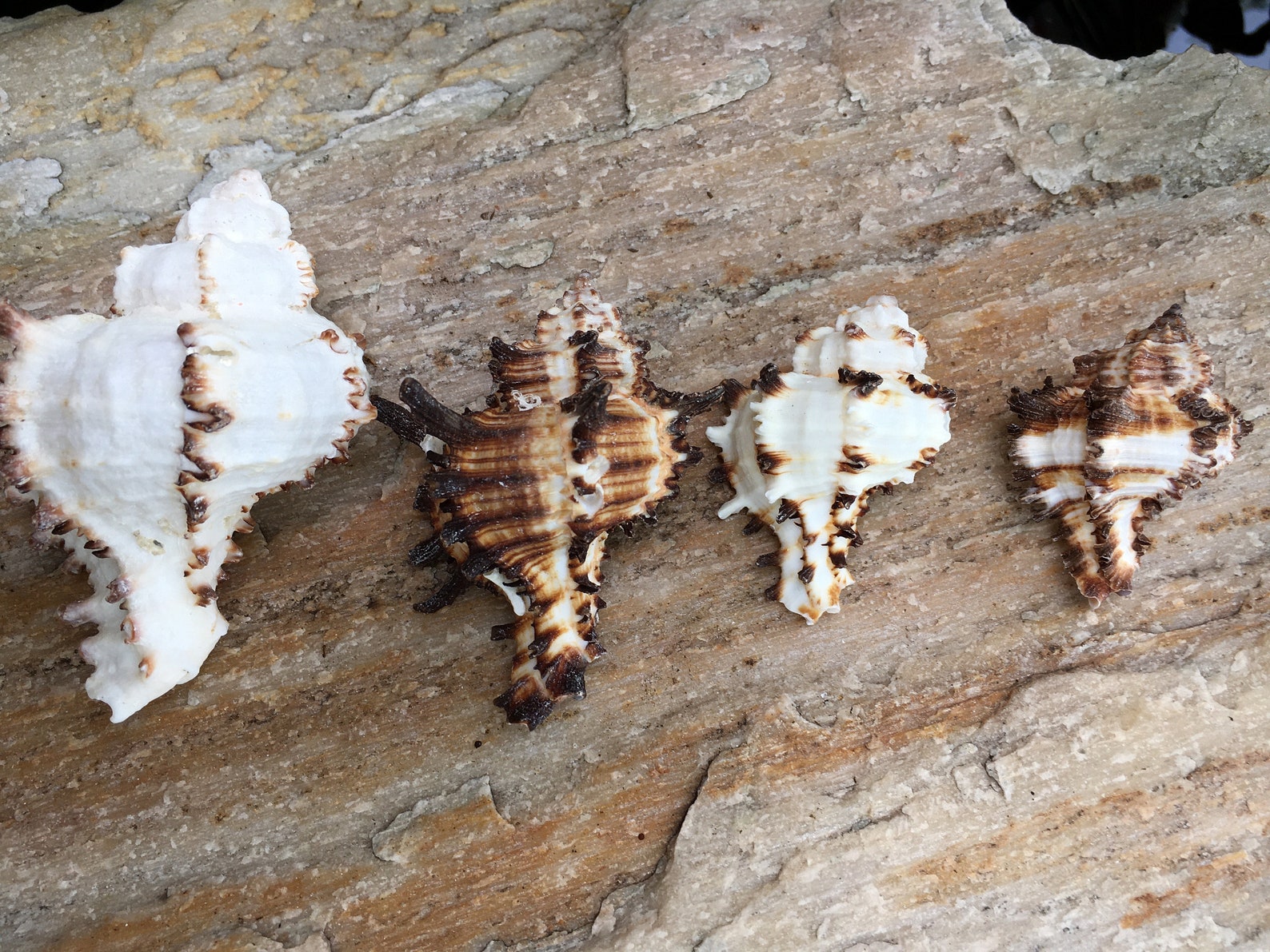 Murex Endiva Long Spine Shell - Seashell - Murex - Sea Shell Crafting ...