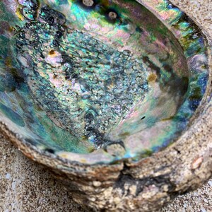 Green Abalone Rainbow Shell-haliotis Corrugata 3.”-4" Abalone-crafting ...