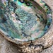 Green Abalone Rainbow Shell-haliotis Corrugata 3.”-4" Abalone-crafting ...