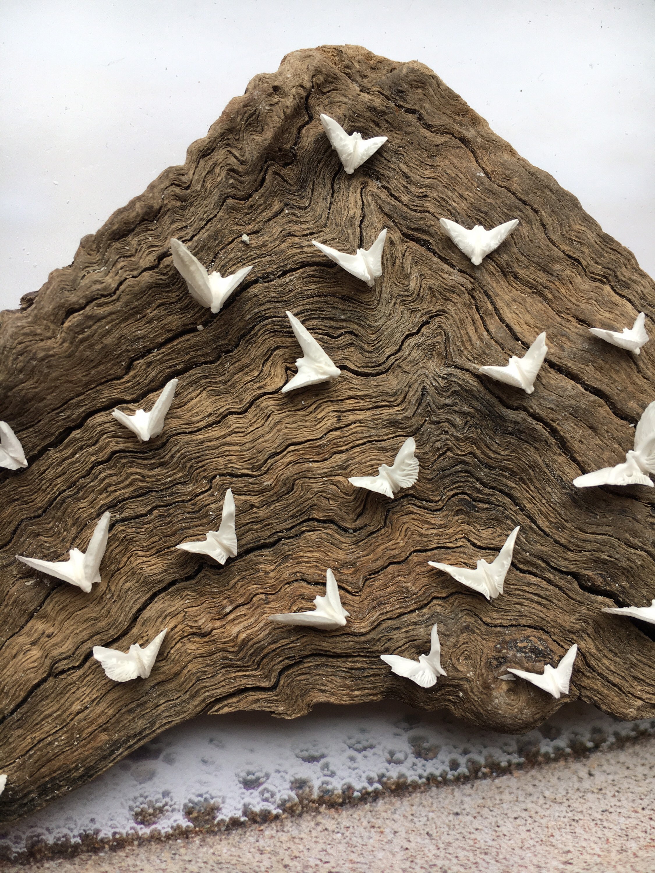 Sand Dollar Doves Sand Dollar Craft Supply Beach Wedding - Etsy Canada