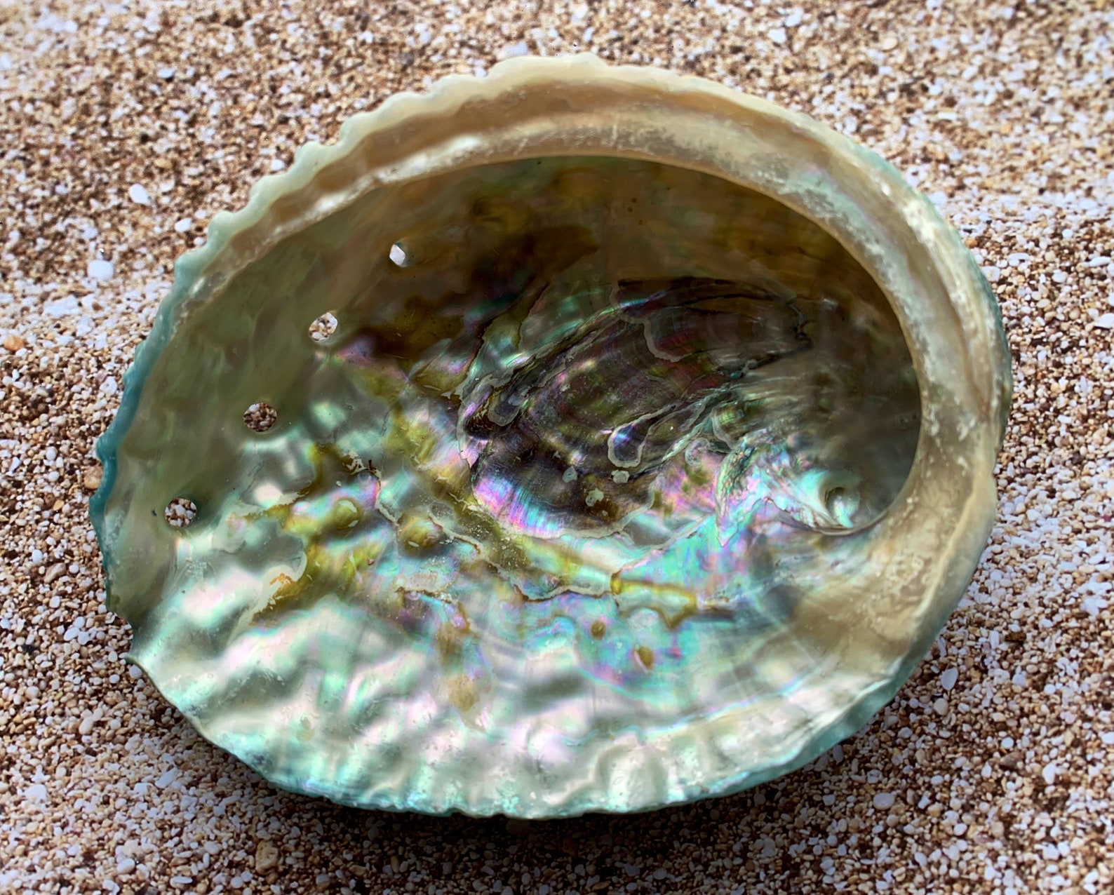 Pink Abalone Rainbow Shells-haliotis Corrugata - Etsy