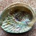 Pink Abalone Rainbow Shells-haliotis Corrugata 3"-4.50"-abalone ...