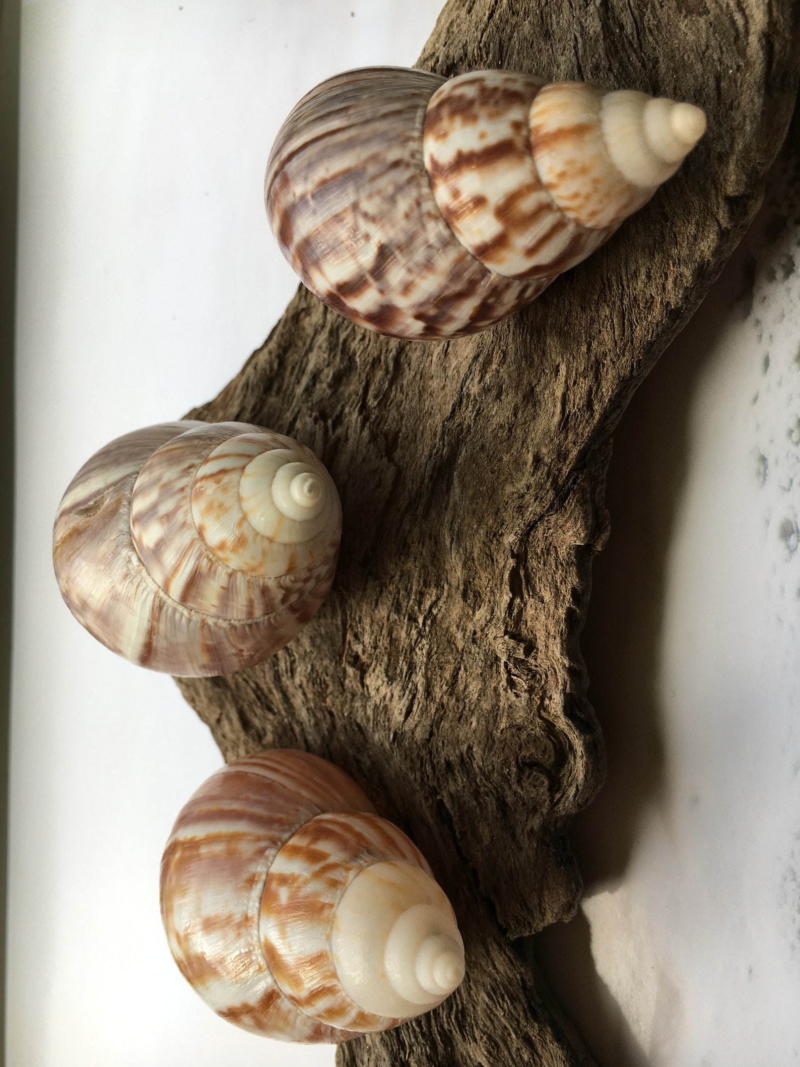 African Land Snail 23 Craft Seashells Snails - Etsy