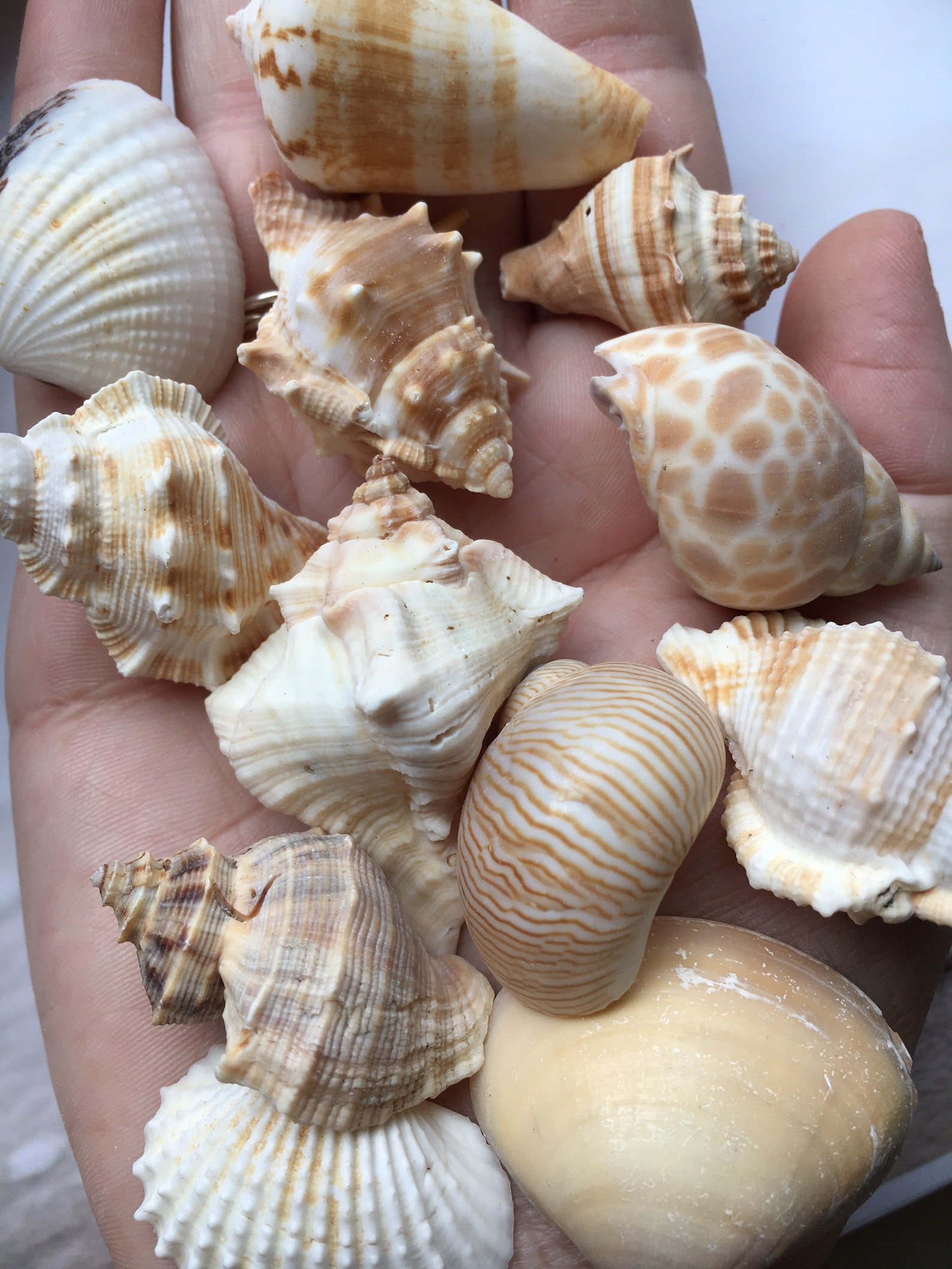 Assorted Sea Shell Mix Beach Wedding Decor Sea Shells Bulk - Etsy