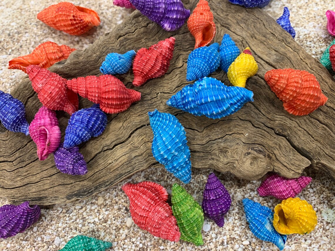 Mini Dyed Seashells, Small Shell Mix, Tiny Seashells, Crafting Shells ...