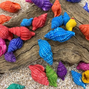 Mini Dyed Seashells, Small Shell Mix, Tiny Seashells, Crafting Shells ...