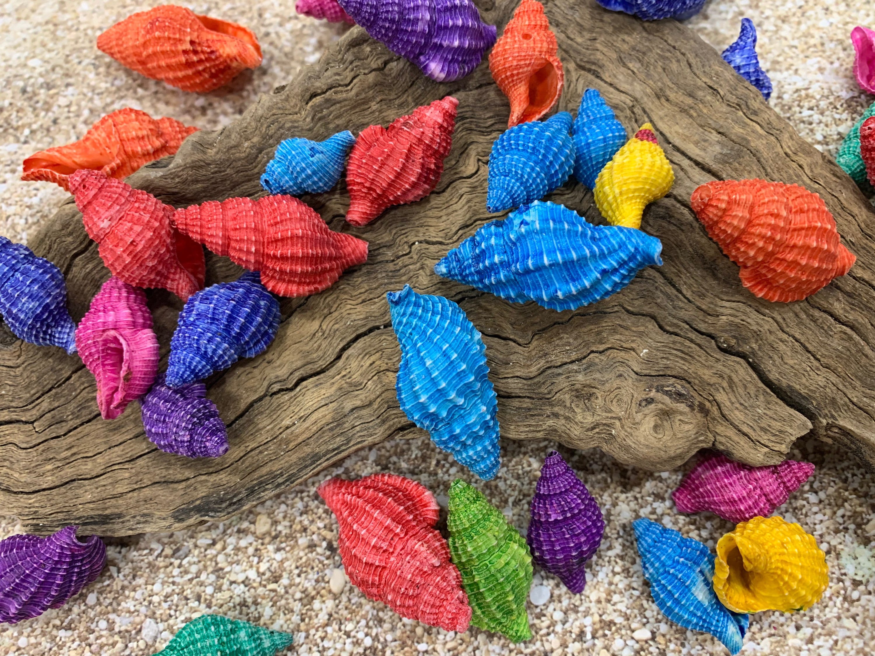 Mini Dyed Seashells, Small Shell Mix, Tiny Seashells, Crafting Shells ...