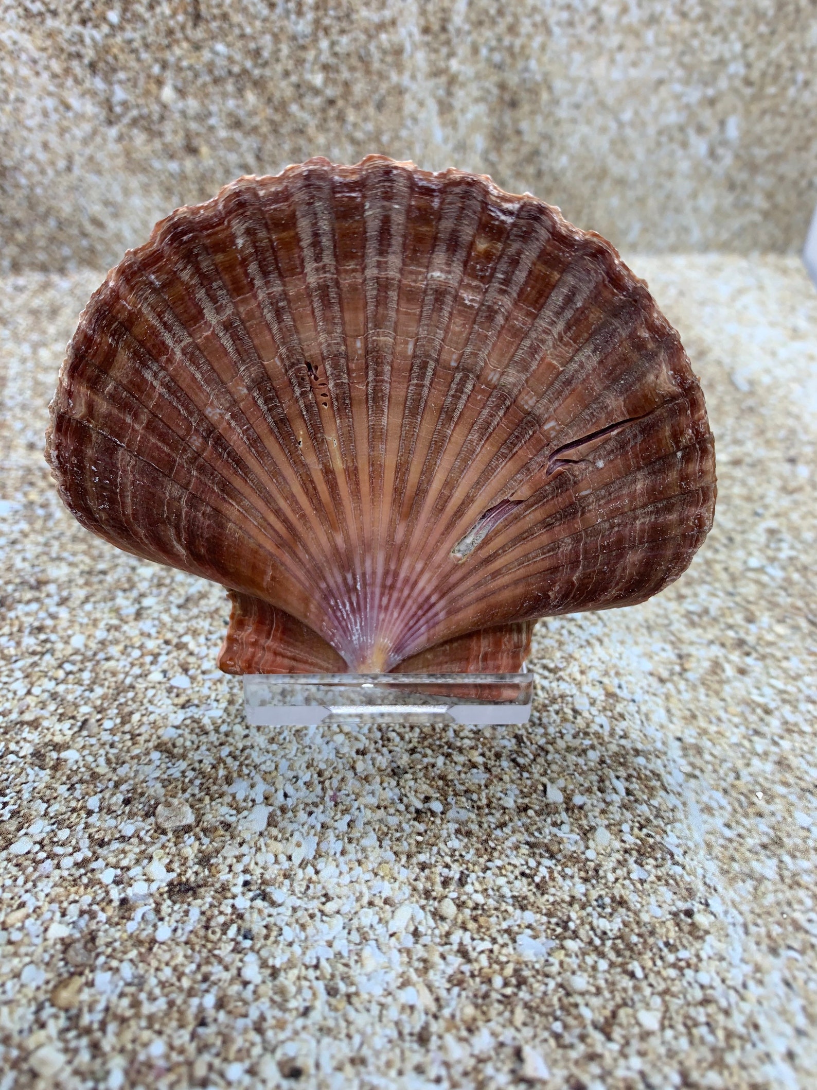 Plastic Easel - Stands for Sea Shells - Stand for Sand Dollars ...