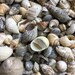Shell Mix-1/41 Tiny/small Shell Mix-craft - Etsy
