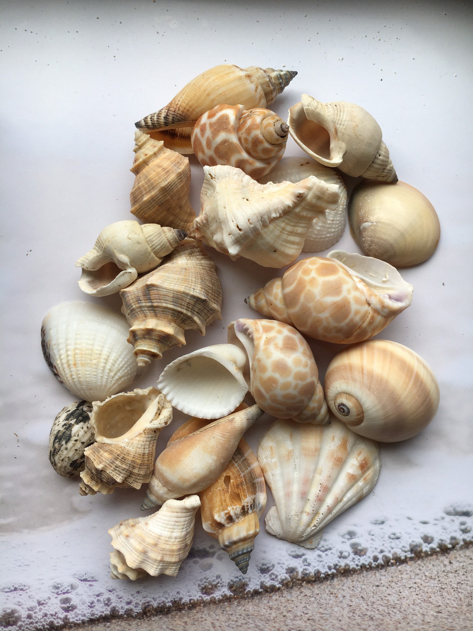 Assorted Sea Shell Mix Beach Wedding Decor Sea Shells Bulk - Etsy