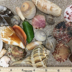 Assorted Seashells Handpicked From Florida, Sea Glass, Mixed 1/2 Pound ...
