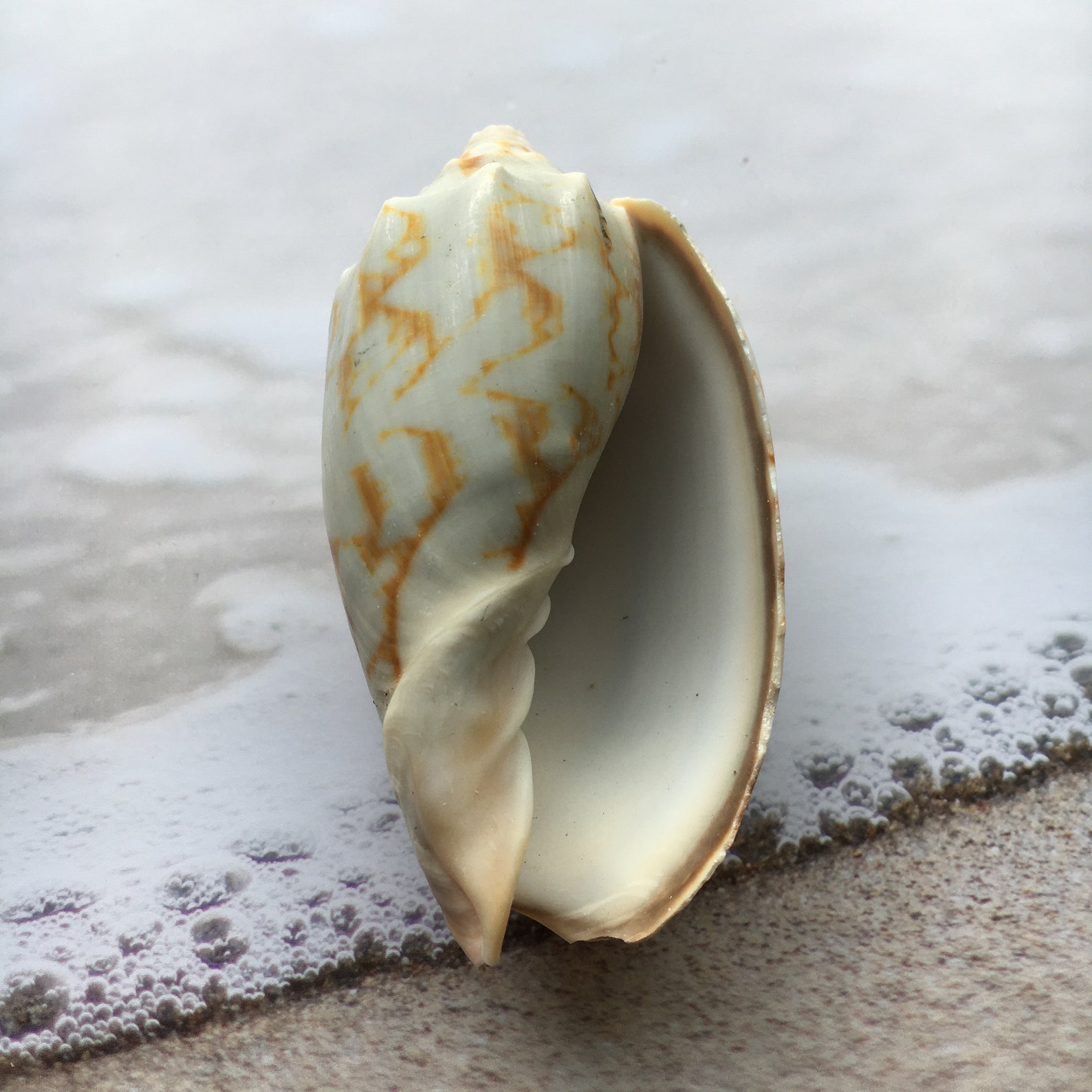 Bat Volutes Shells 23.5 Cymbiola Vespertilio - Etsy