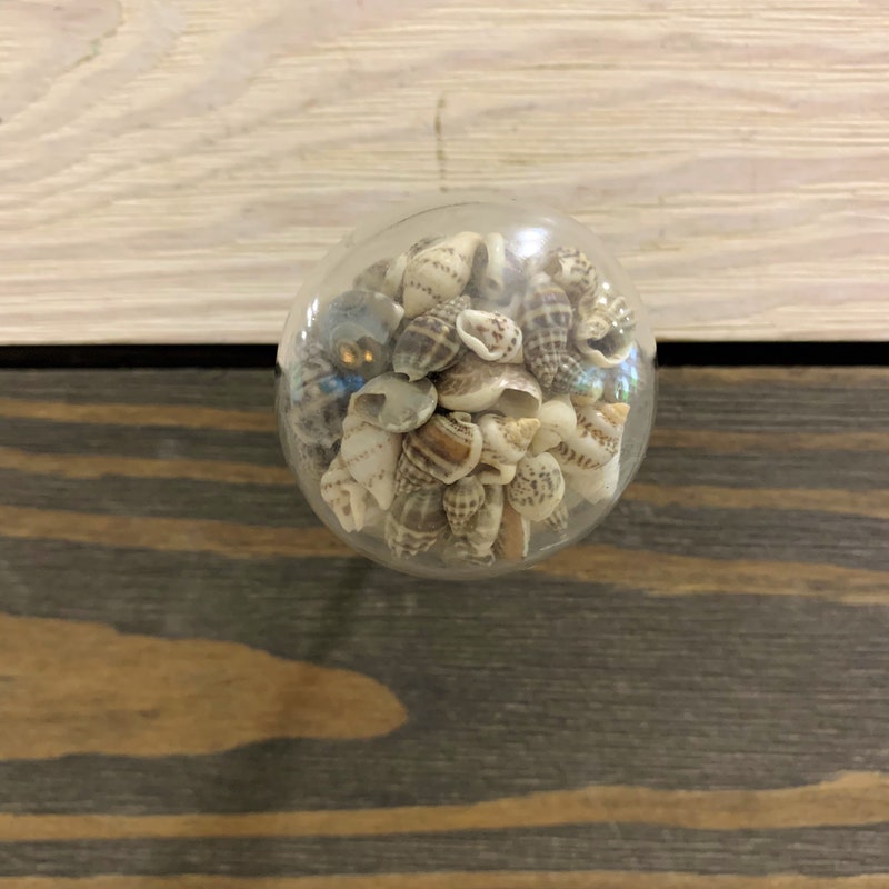 Seashell Knobs - Etsy
