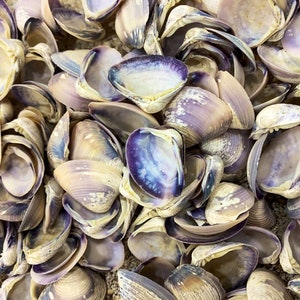 Purple Baby Clam Shells, Purple Clam Shells, Purple Seashells, Purple ...